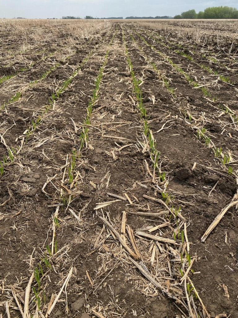 CMBTC Barley Harvest